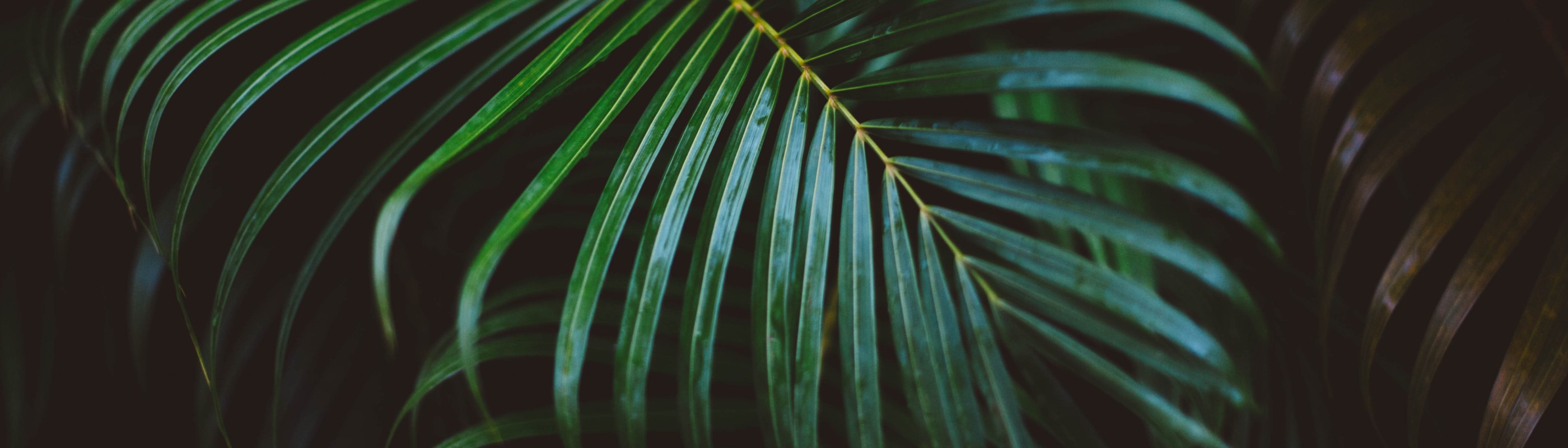 Peter Darling – S. A. (Austin) Chant